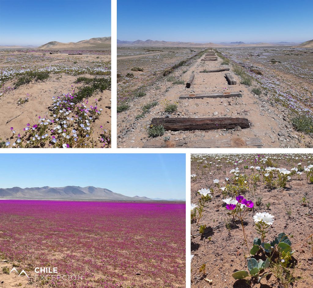 Le désert d'Atacama en fleurs, au Chili