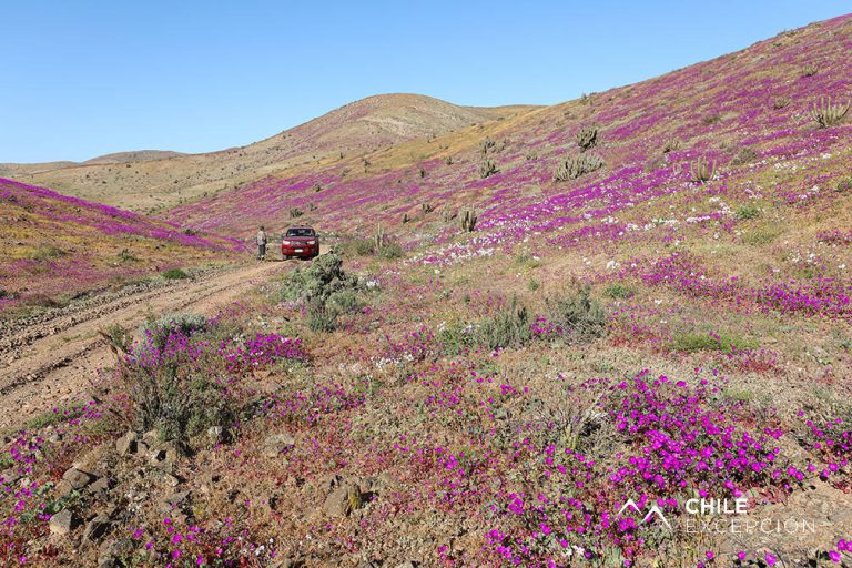 Le désert d'Atacama en fleurs, au Chili